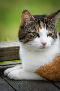 Cat Weight Chart: The Easy Guide to Healthy Cat Weight - Cat Awareness